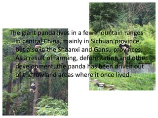 Presentase bahasa inggris (in progessing) Giant Panda | PPT