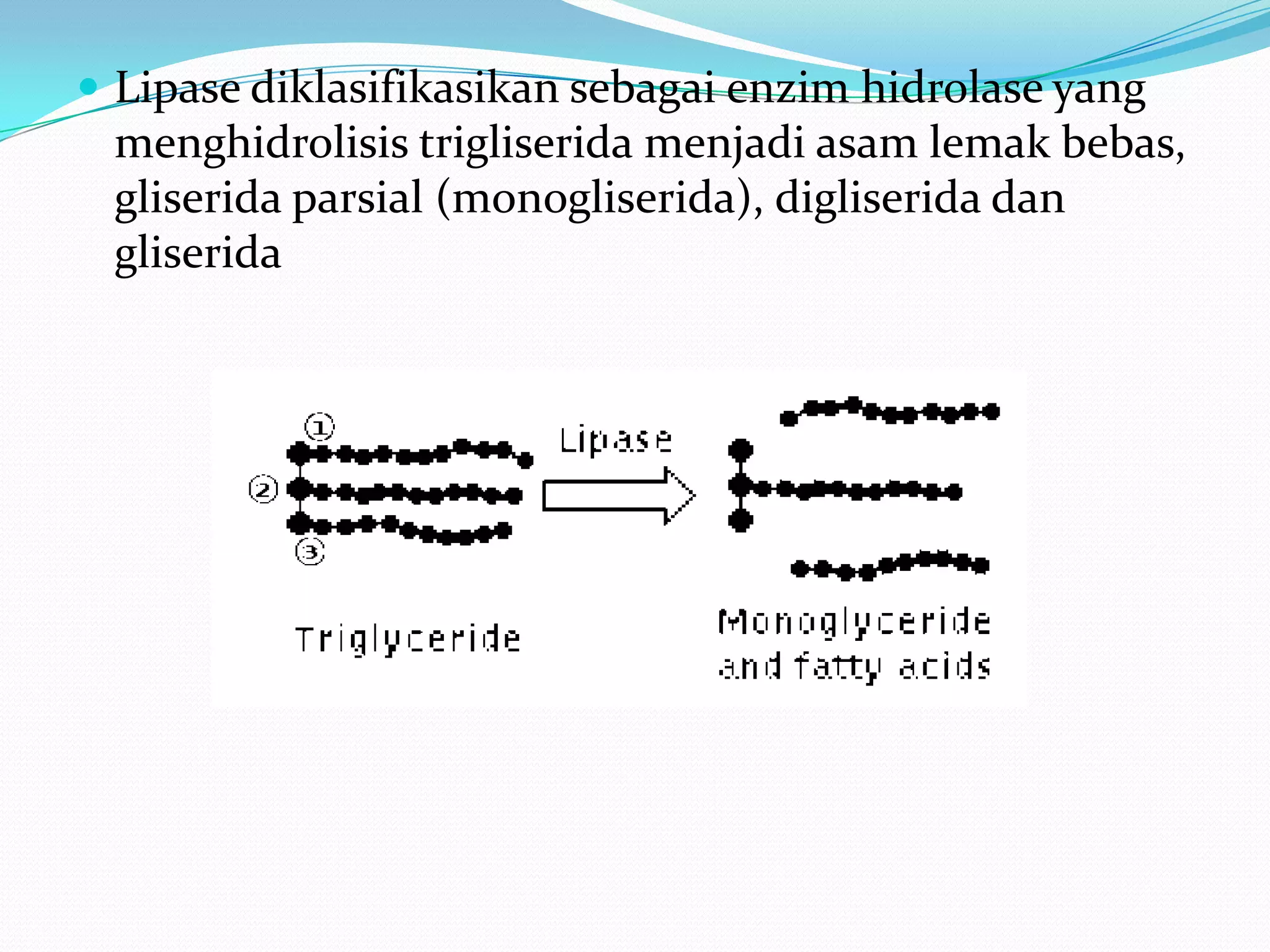 Presentase enzim lipase | PPTX
