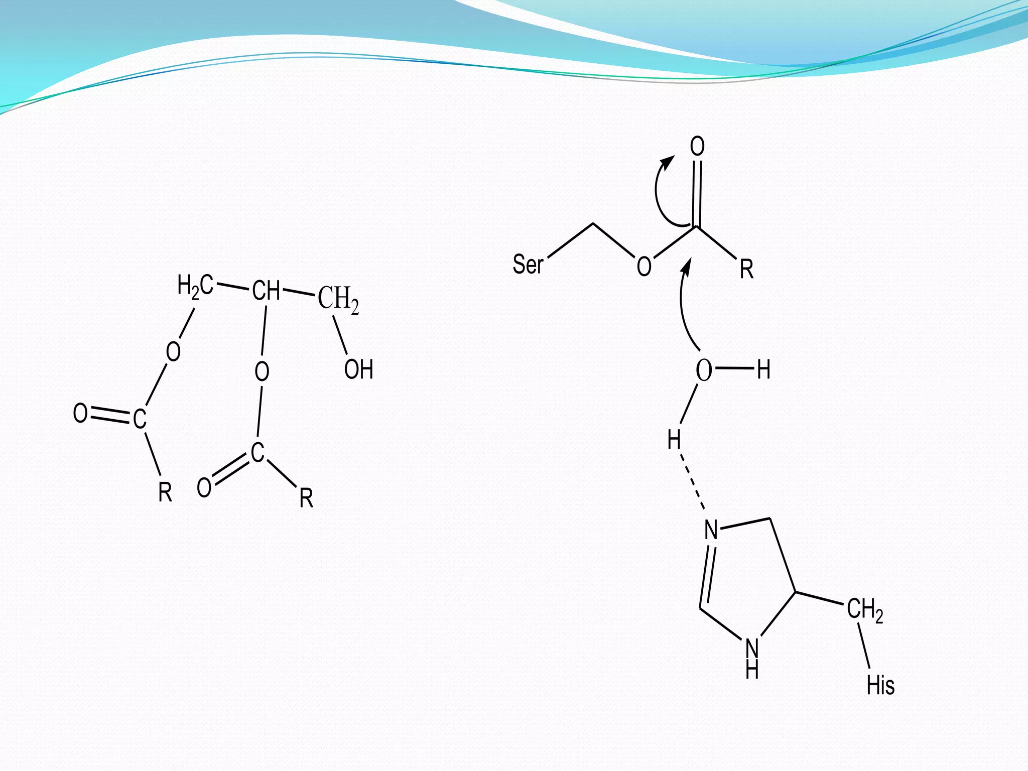 Presentase enzim lipase | PPTX