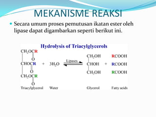 Presentase enzim lipase | PPTX