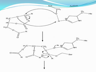 Presentase enzim lipase | PPTX
