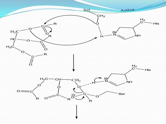 Presentase enzim lipase | PPTX