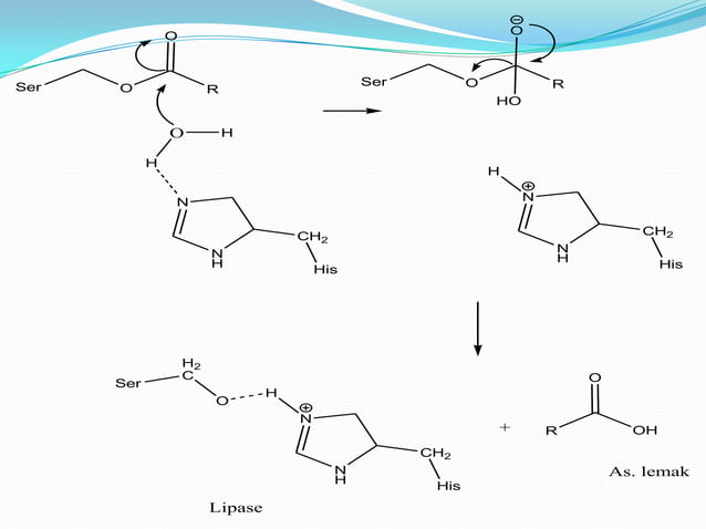 Presentase enzim lipase | PPTX