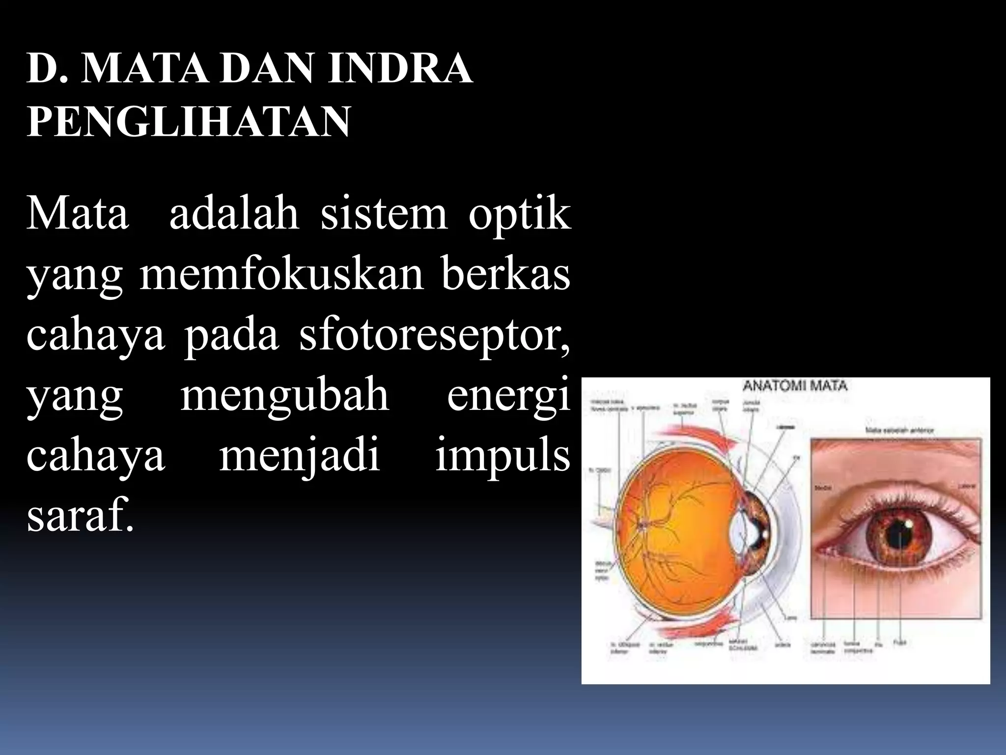 Anatomi Sistem Sensorik | PPTX