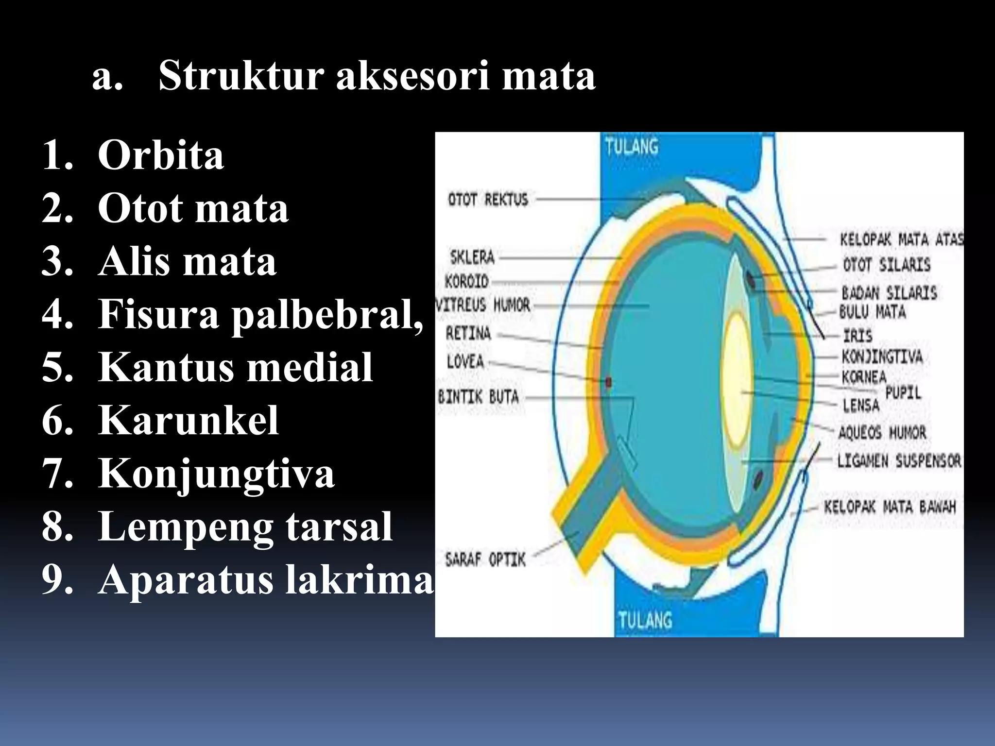 Anatomi Sistem Sensorik | PPTX