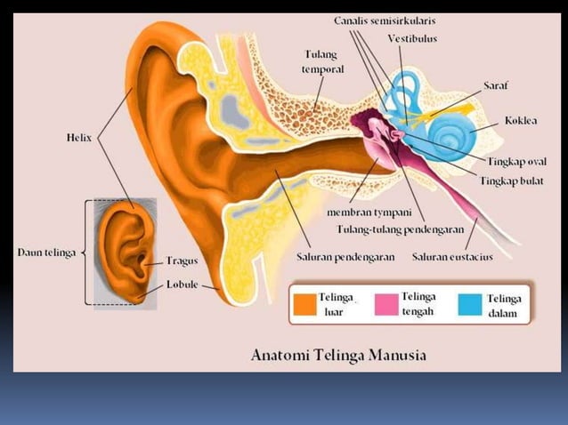 Anatomi Sistem Sensorik | PPTX