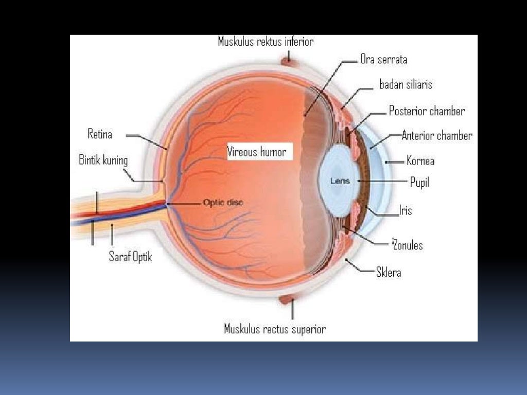 Anatomi Sistem Sensorik