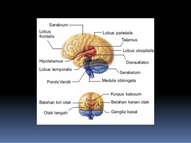 Anatomi Sistem Sensorik