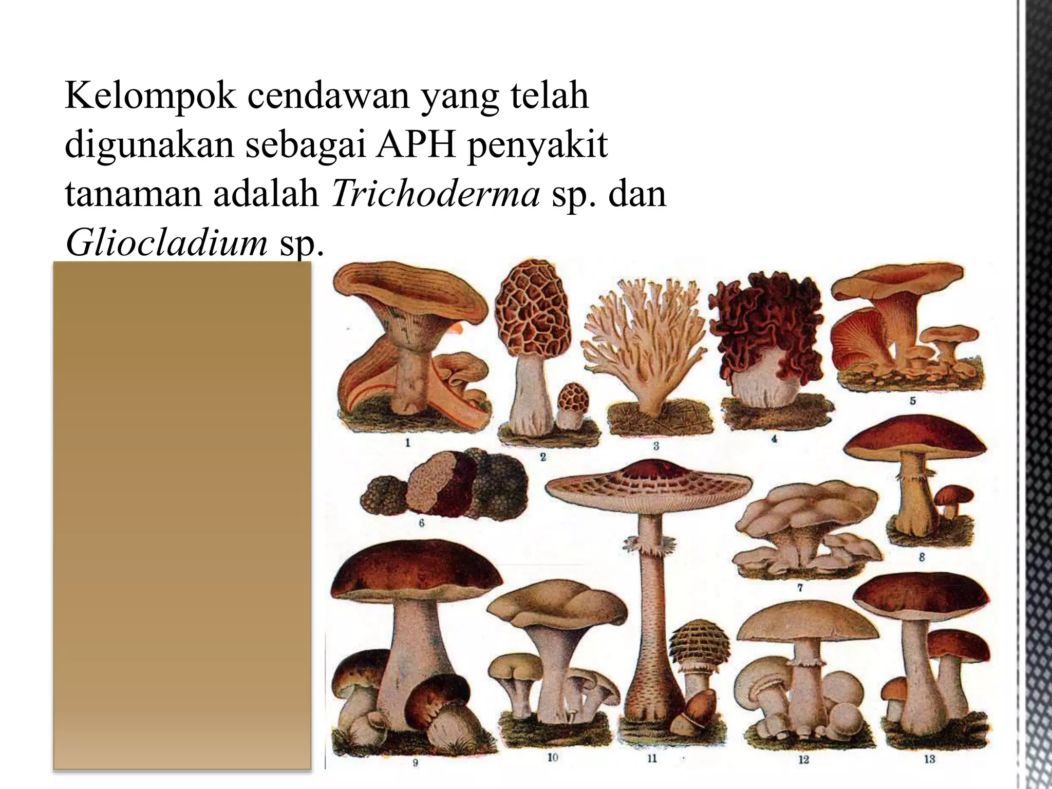 Cendawan Gliocladium sp. | PPTX