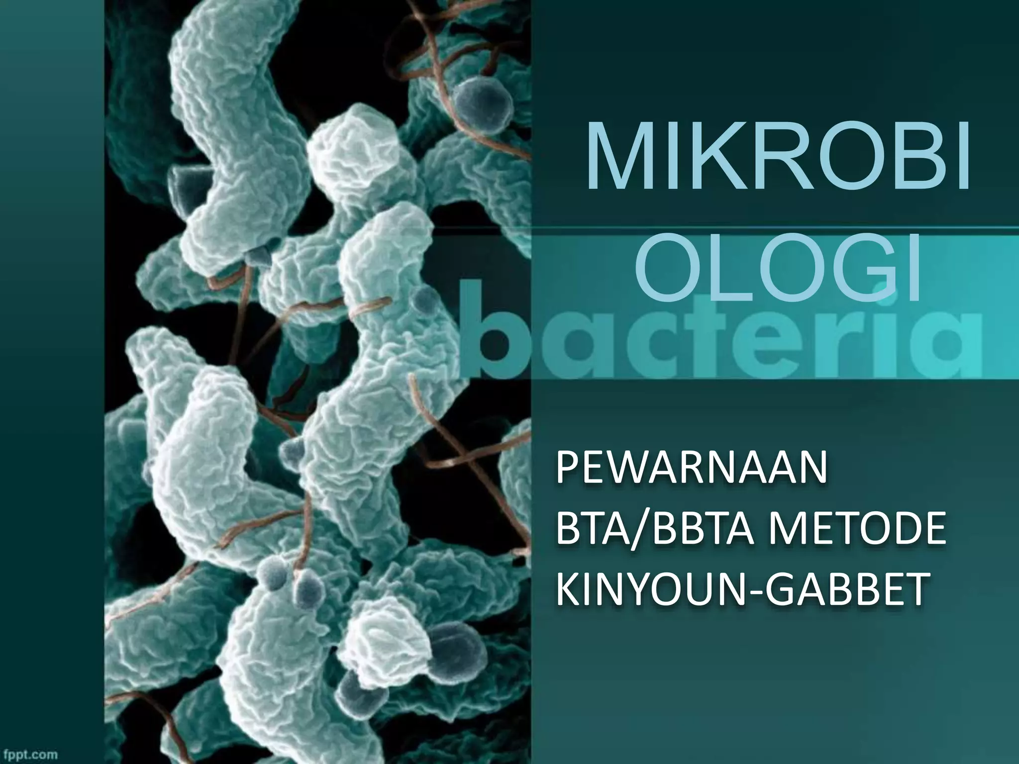 Pewarnaan BTA/BTTA | PPTX