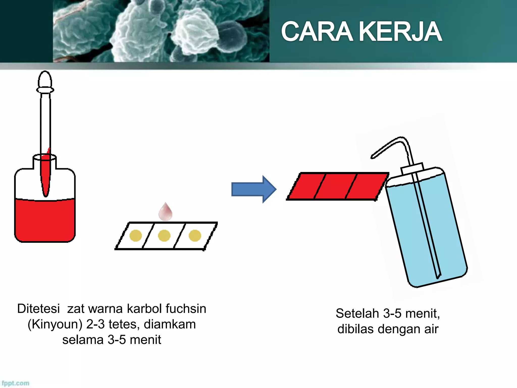 Pewarnaan BTA/BTTA | PPTX