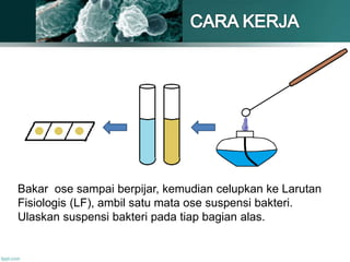 Pewarnaan BTA/BTTA | PPTX
