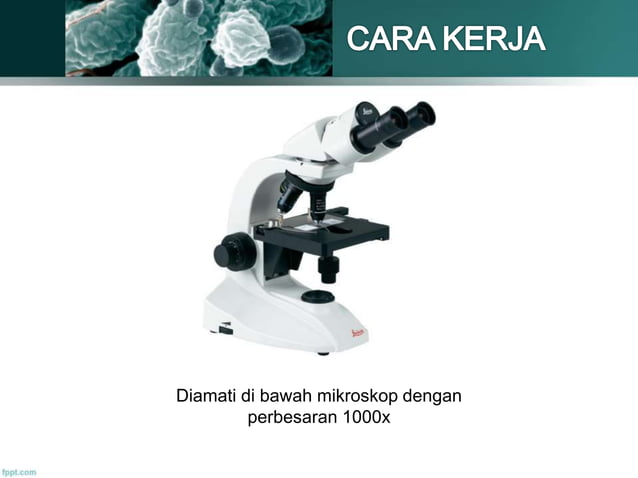 Pewarnaan BTA/BTTA | PPTX