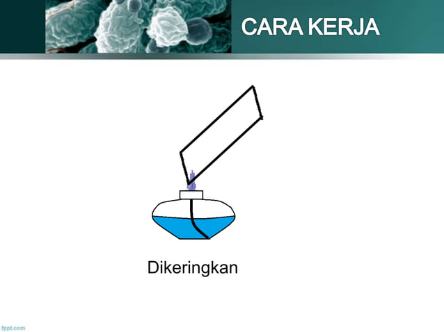Pewarnaan BTA/BTTA | PPTX