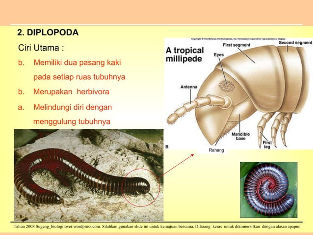 Presentasi arthropoda-fix1 | PPT