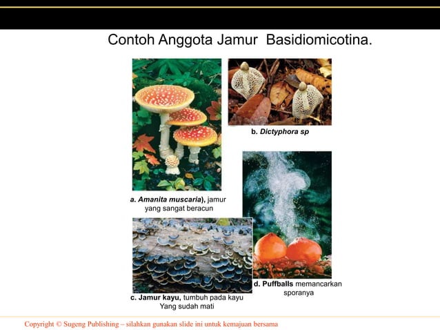 presentasi-fungi.ppt