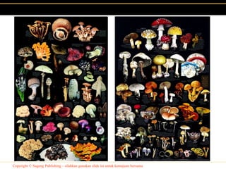 presentasi-fungi.ppt