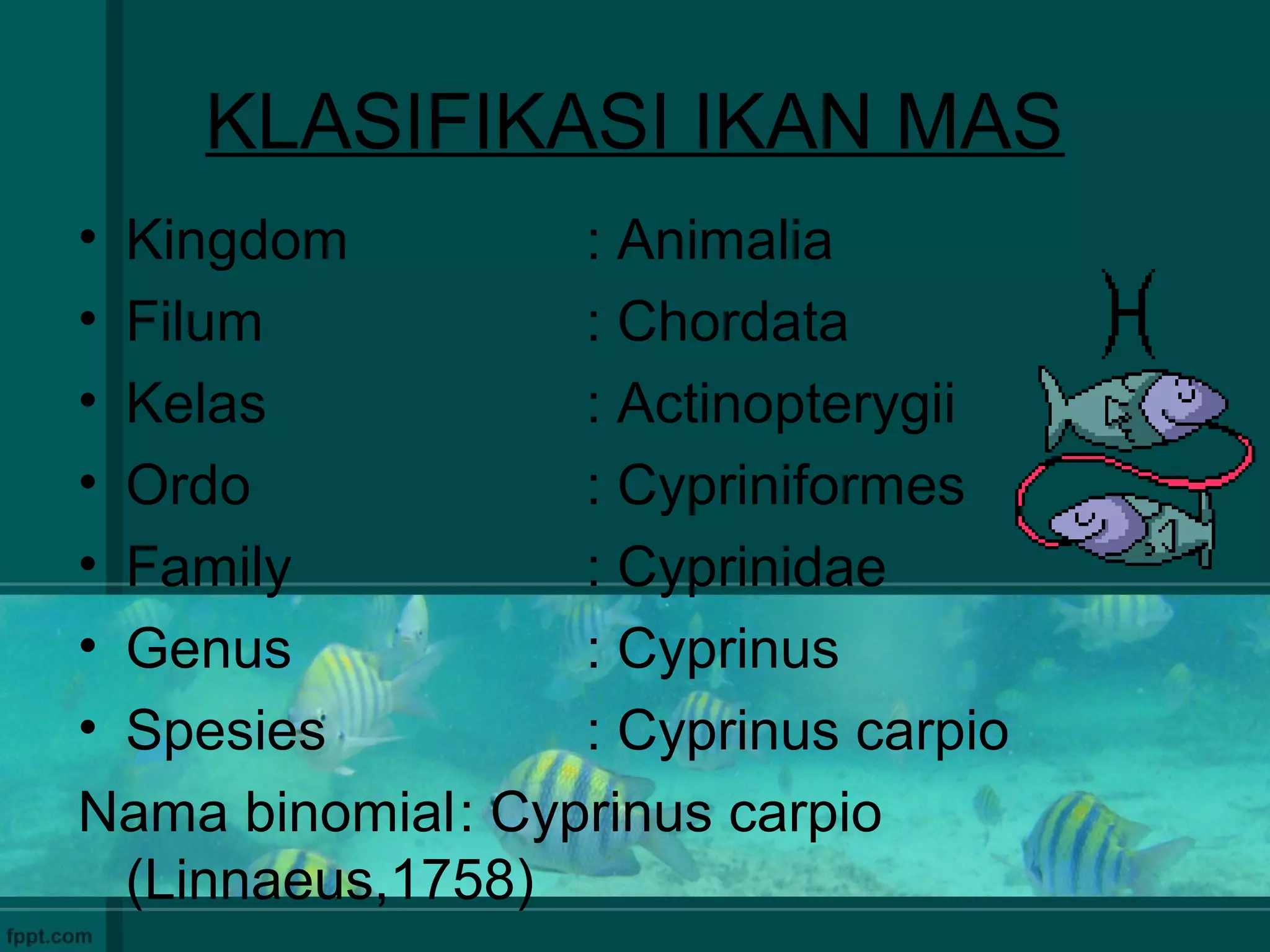 IKAN MAS | PPT