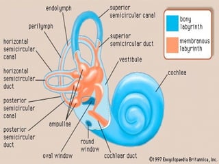 Presentasi.labirintitis.okt12.monic | PPT