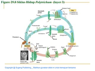 presentasi-lumut-fix.ppt