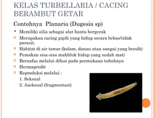 Presentasi platyhelminthes-nemathelminthes | PPT