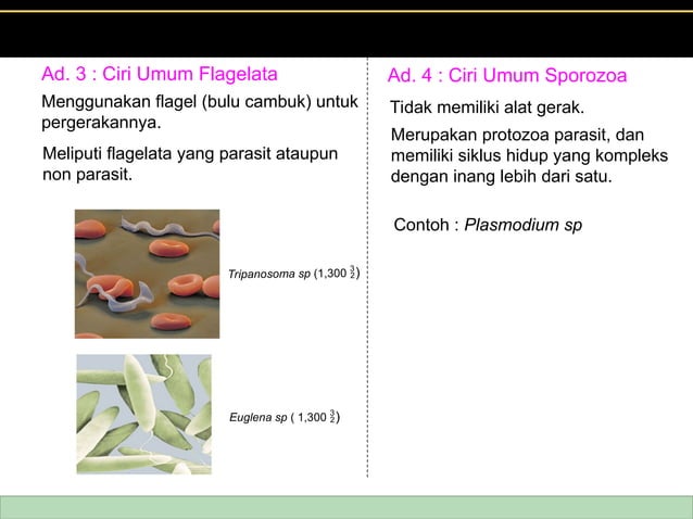 presentasi - biologi - protista - fix.ppt