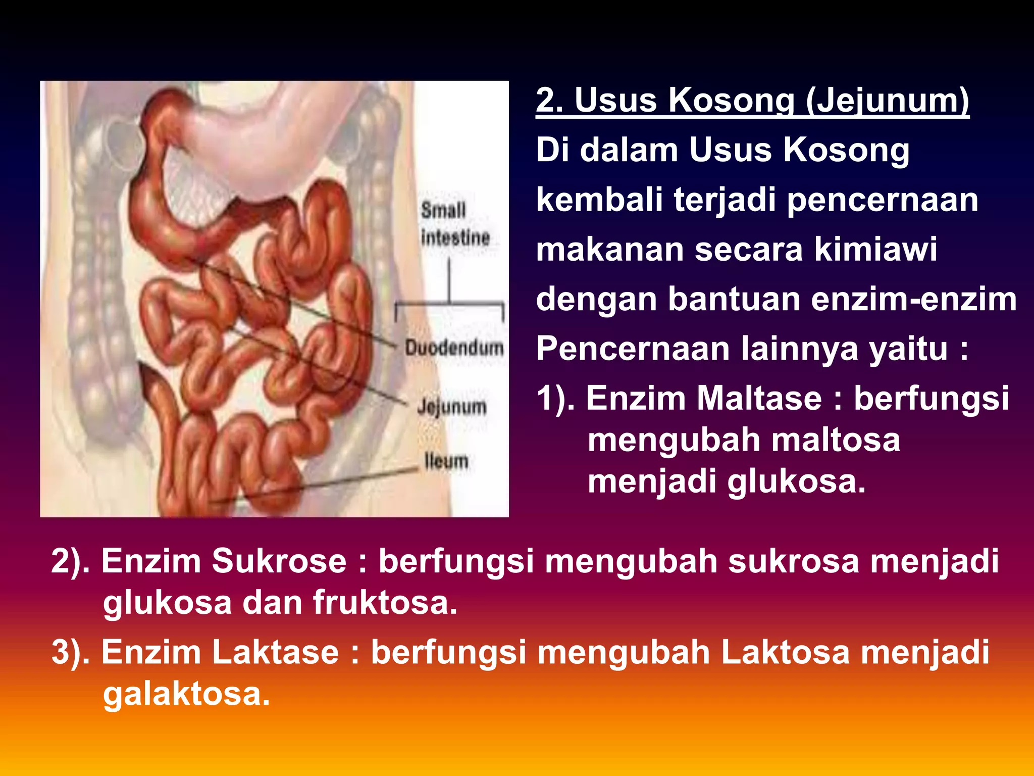 PRESENTASI-SISTEM-PENCERNAAN-MANUSIA.ppt