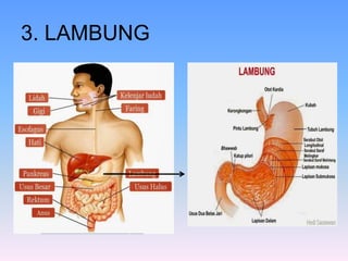PRESENTASI-SISTEM-PENCERNAAN-MANUSIA.ppt