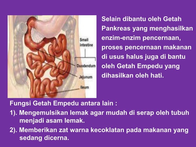 PRESENTASI-SISTEM-PENCERNAAN-MANUSIA.ppt