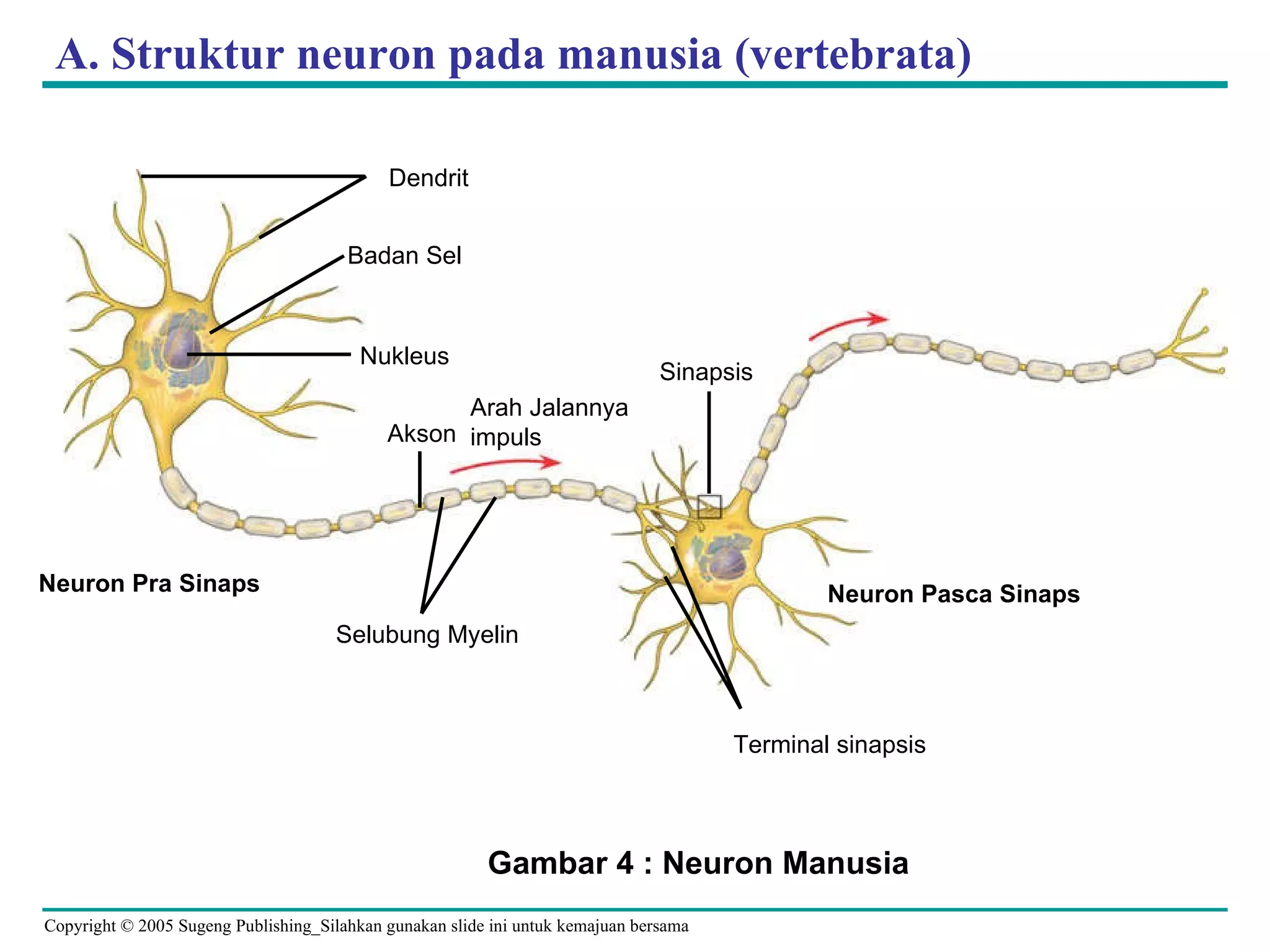 Presentasi Sistem Syaraf 1 | PPT