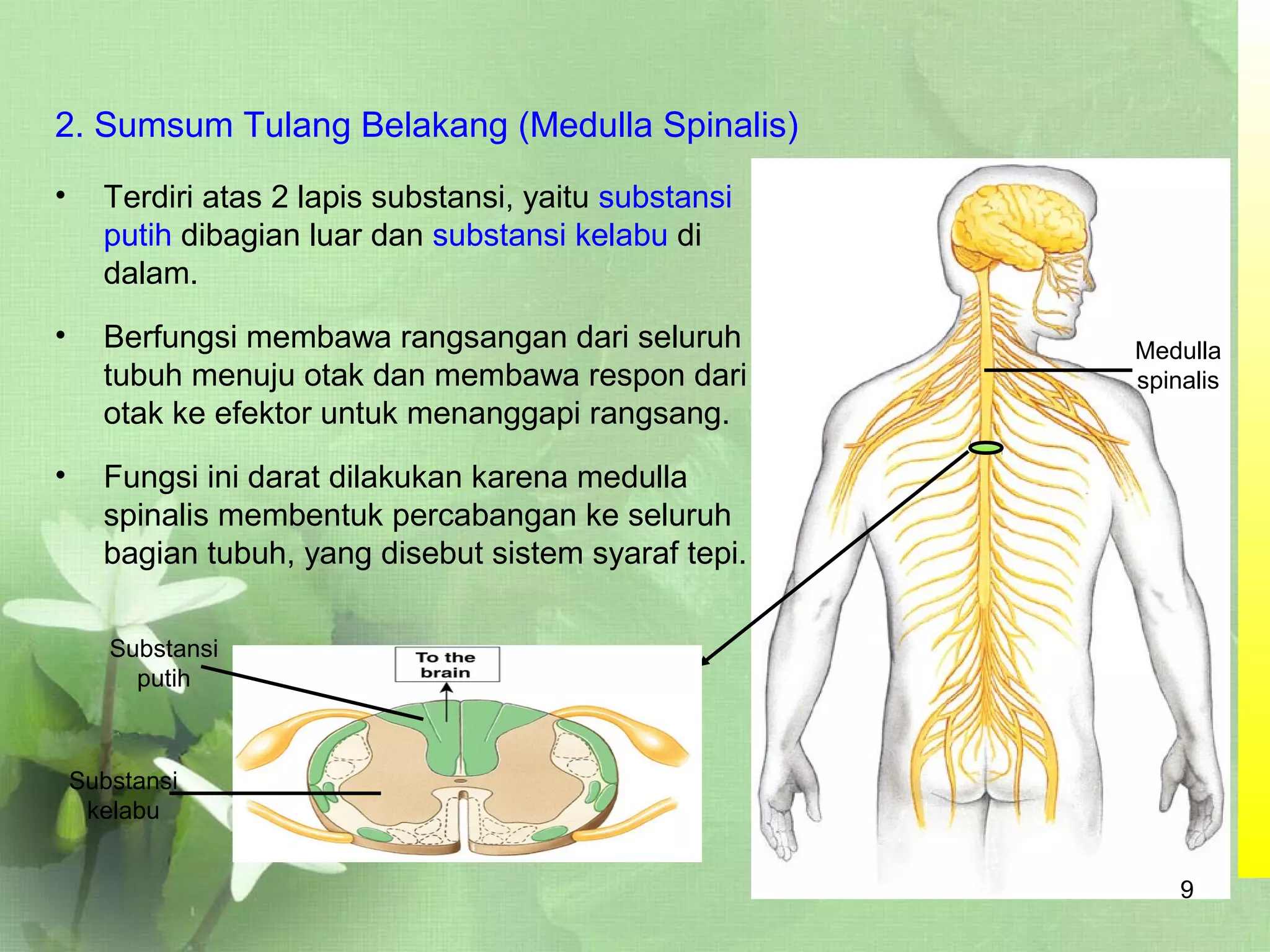 Presentasi sistem-syaraf-2 | PPT