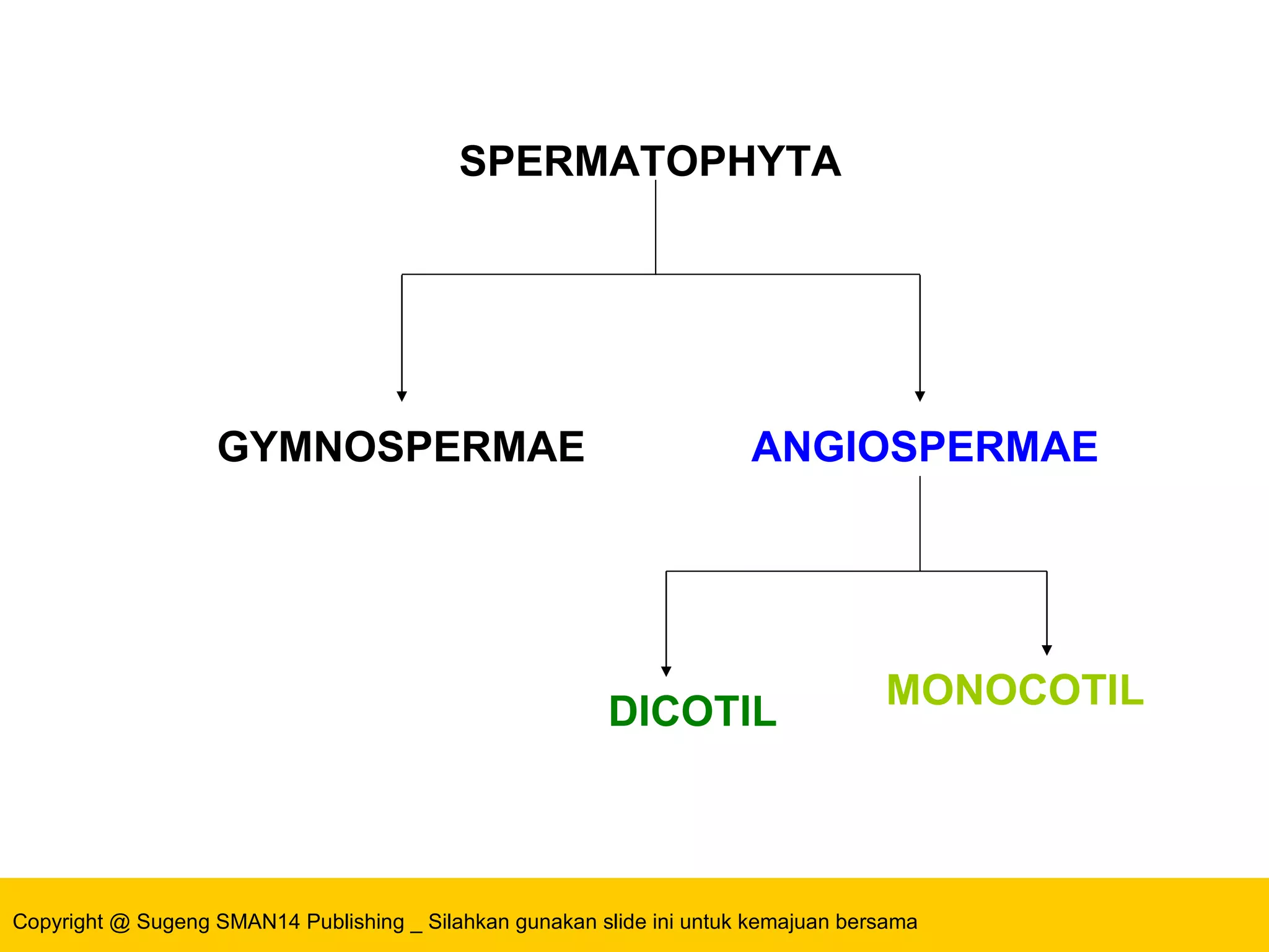 PPT Biologi SMA Kelas X Spermatophyta-fix | PPT