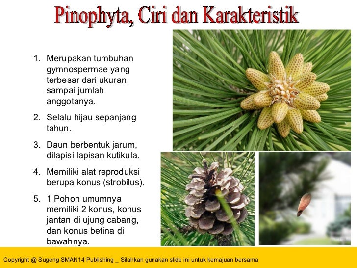 Pinophyta Adalah
