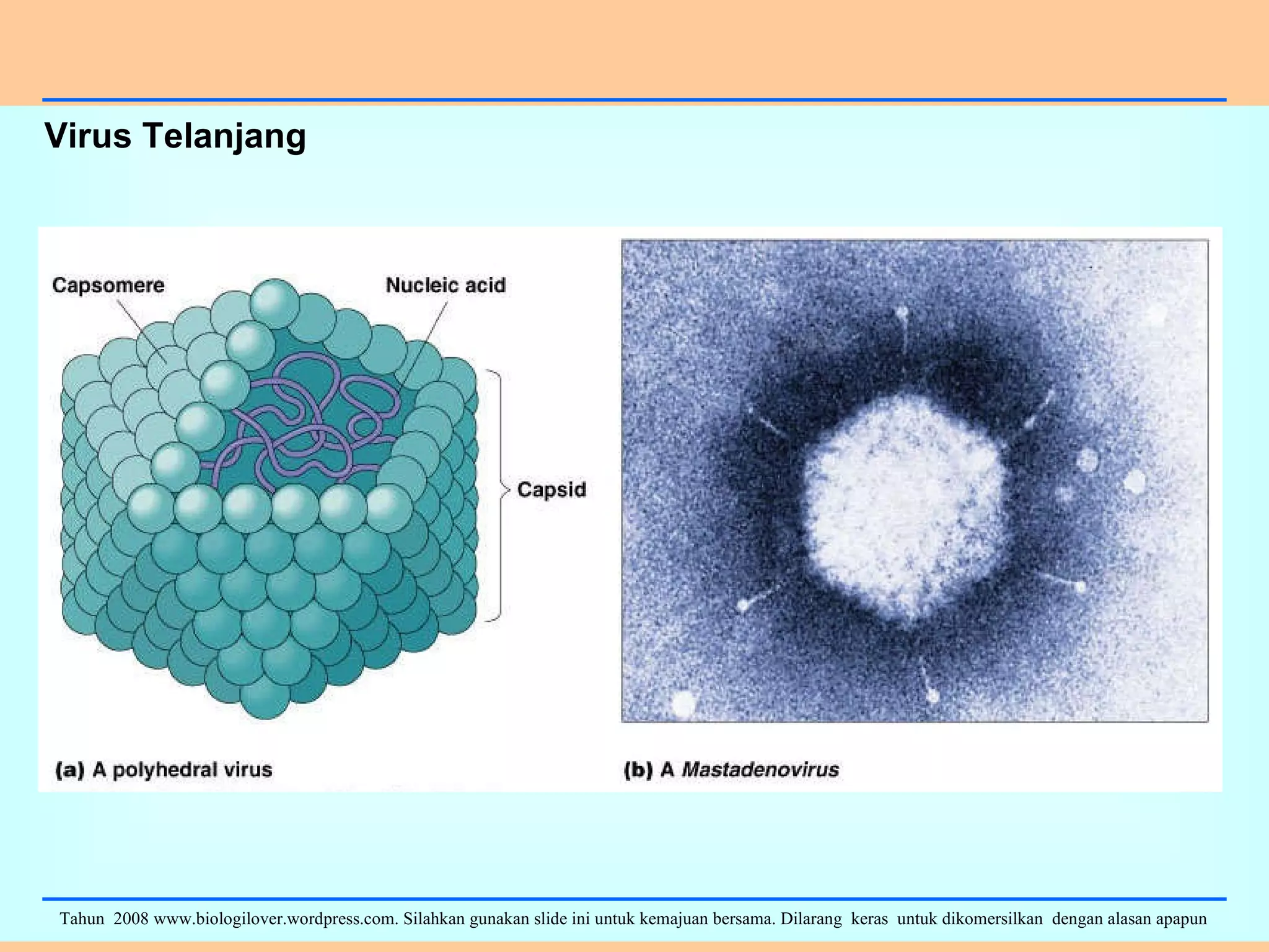 PPT Biologi SMA Kelas X-Virus | PPT
