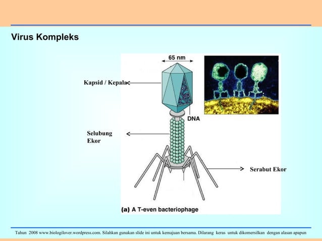 PPT Biologi SMA Kelas X-Virus | PPT