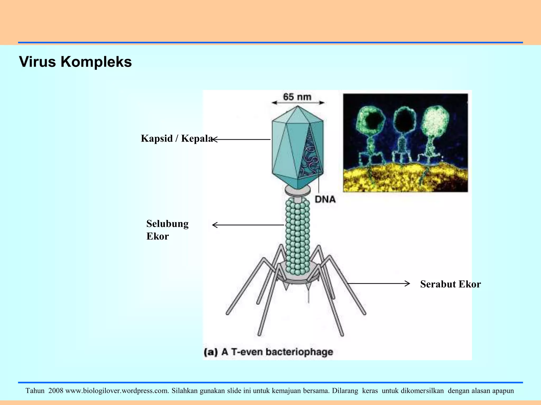 presentasi-virus.ppt