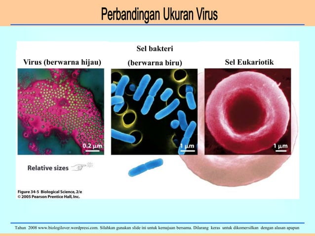 presentasi-virus.ppt