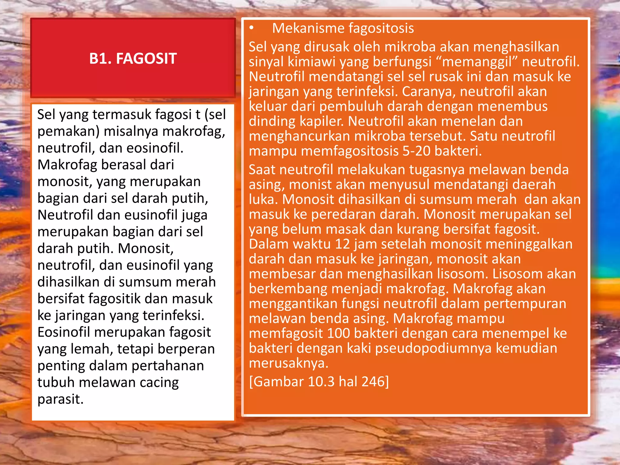 Sistem Limfatik (Getah Bening) pada Manusia | PPTX