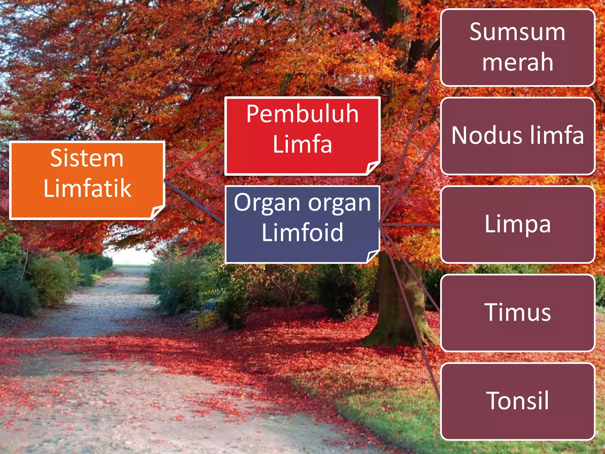 Sistem Limfatik (Getah Bening) pada Manusia | PPTX