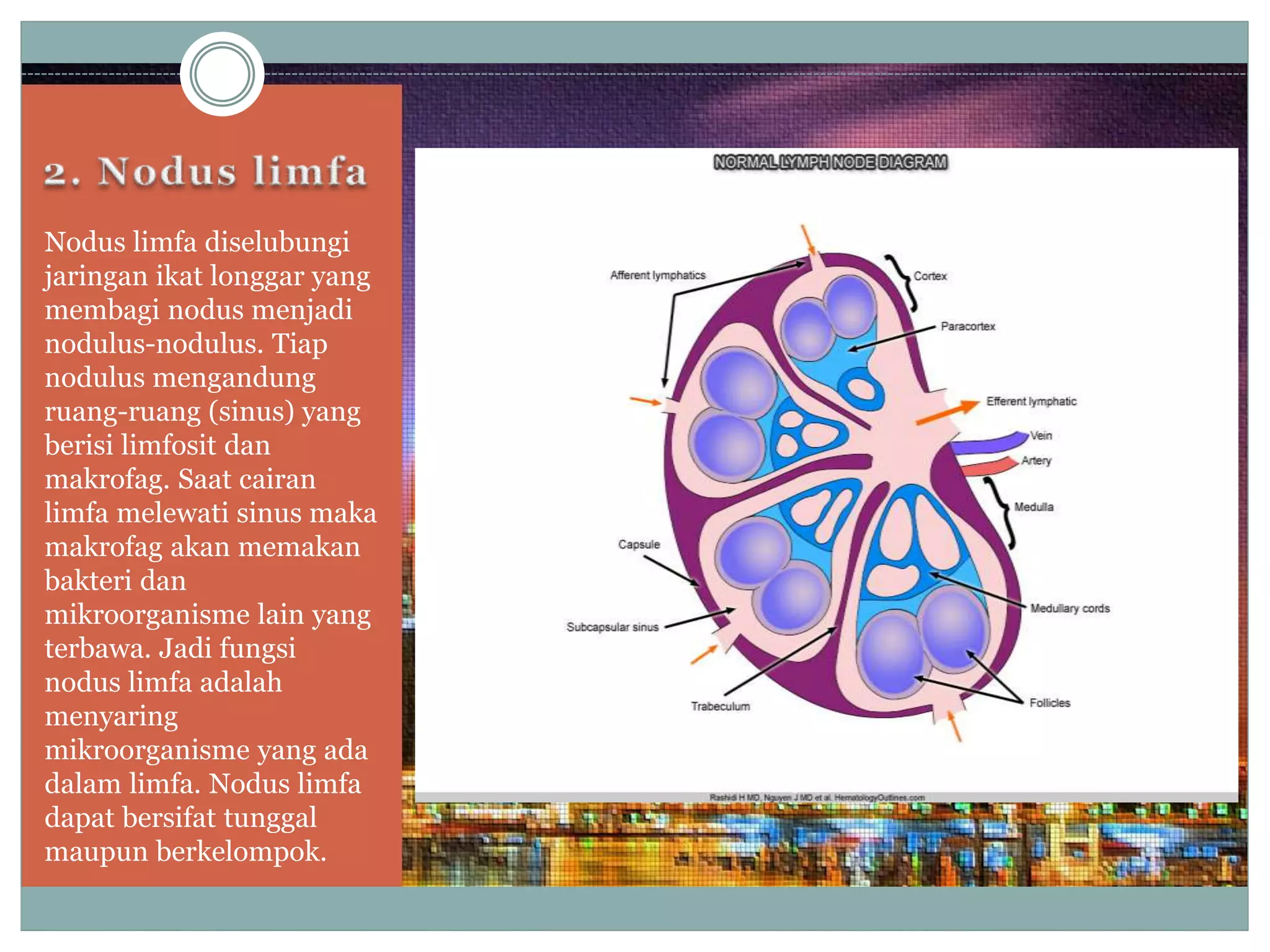 Sistem Limfatik (Getah Bening) pada Manusia | PPTX