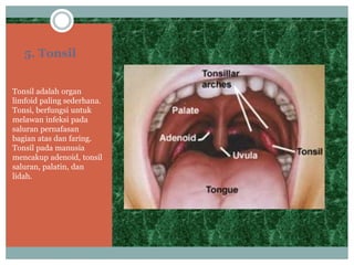 Sistem Limfatik (Getah Bening) pada Manusia | PPTX