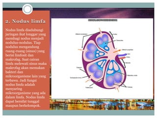 Sistem Limfatik (Getah Bening) pada Manusia | PPTX