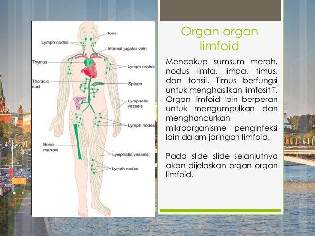 Sistem Limfatik (Getah Bening) pada Manusia
