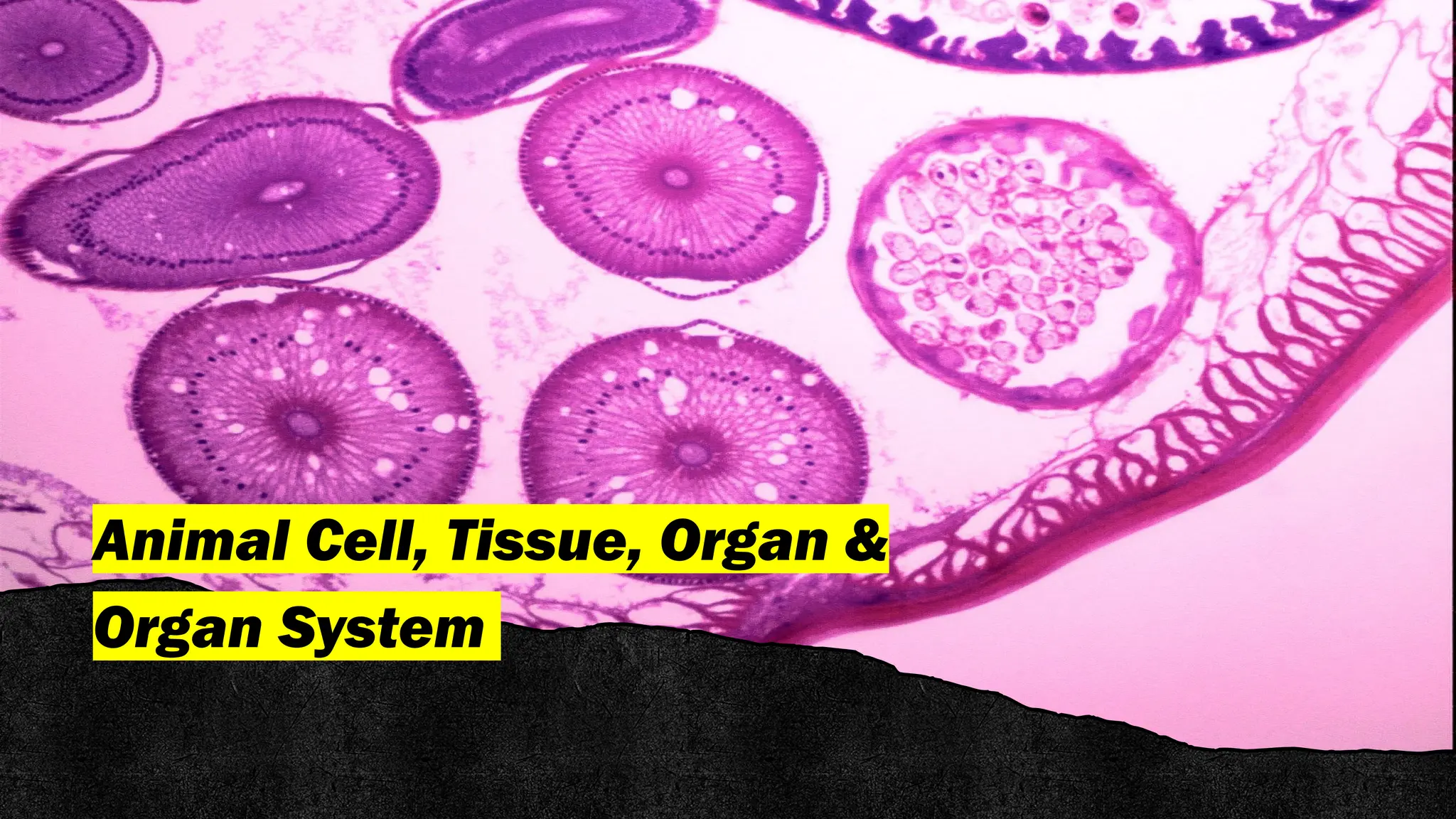 Animal cell Tissue organ and organ system.pptx