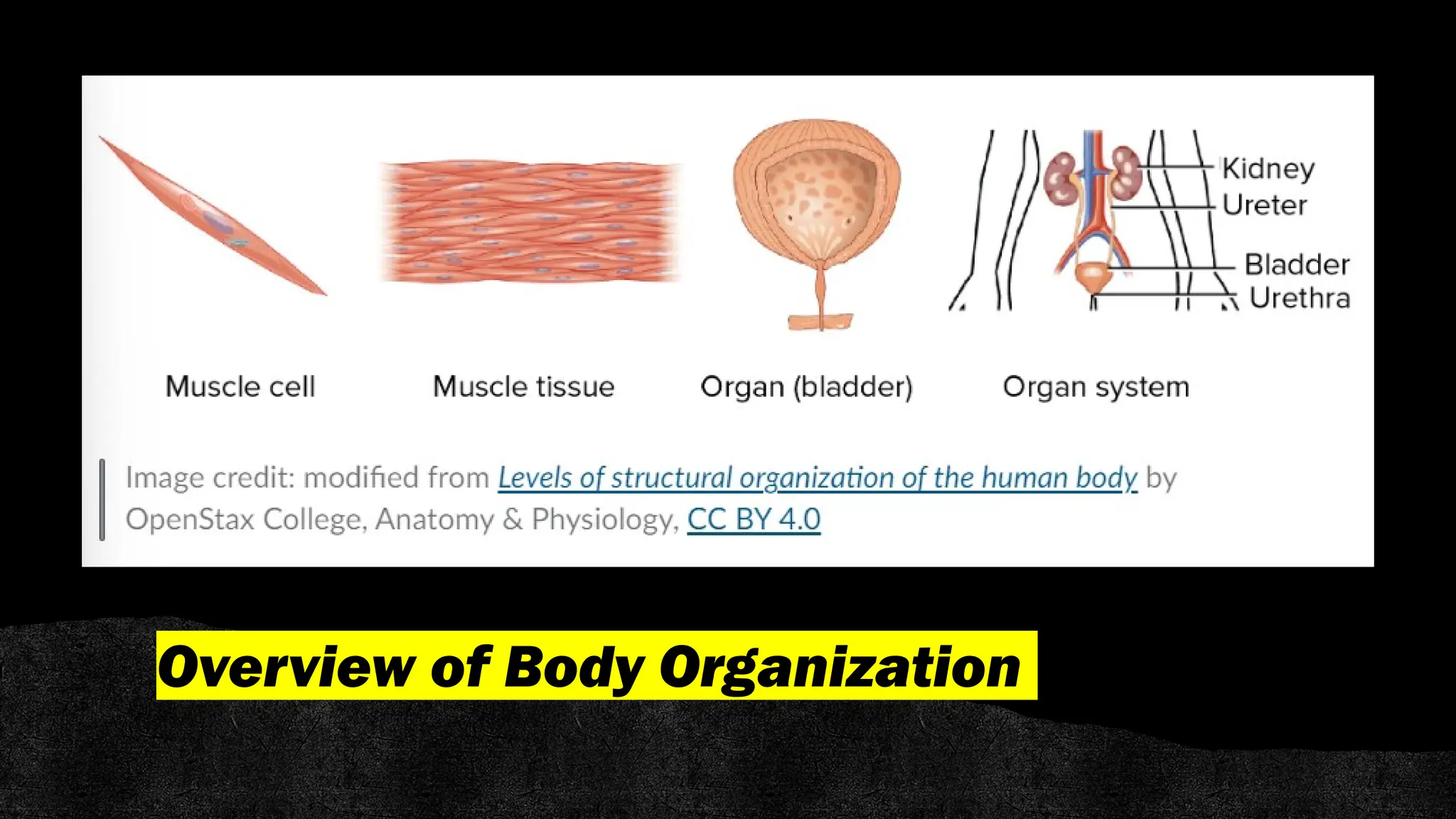 Animal cell Tissue organ and organ system.pptx