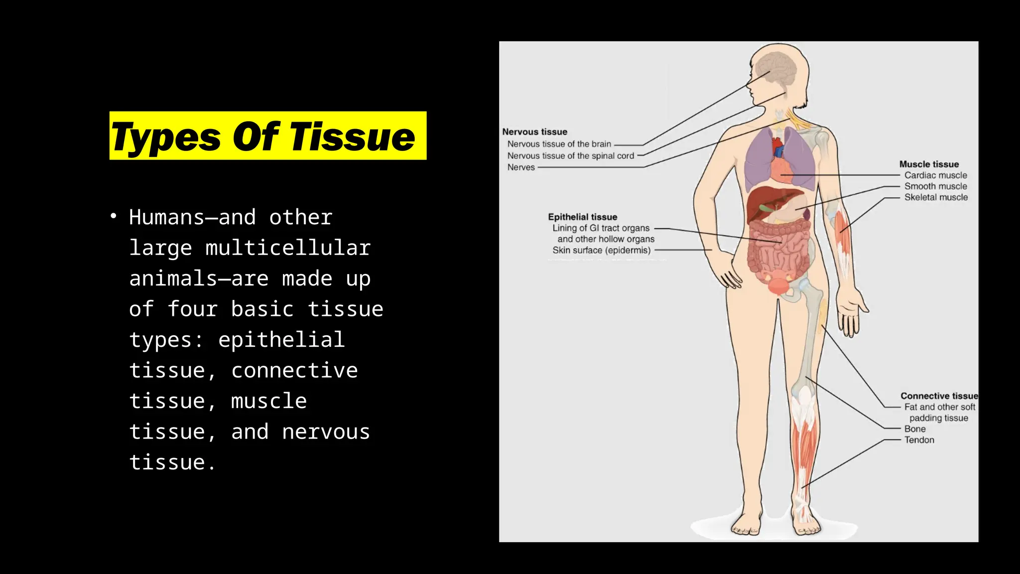 Animal cell Tissue organ and organ system.pptx