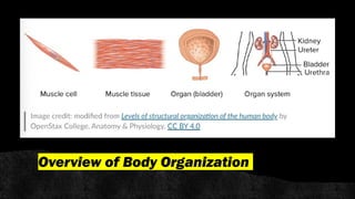 Animal cell Tissue organ and organ system.pptx