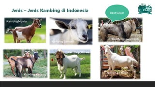 Presentasi 31 Farm.pptx
