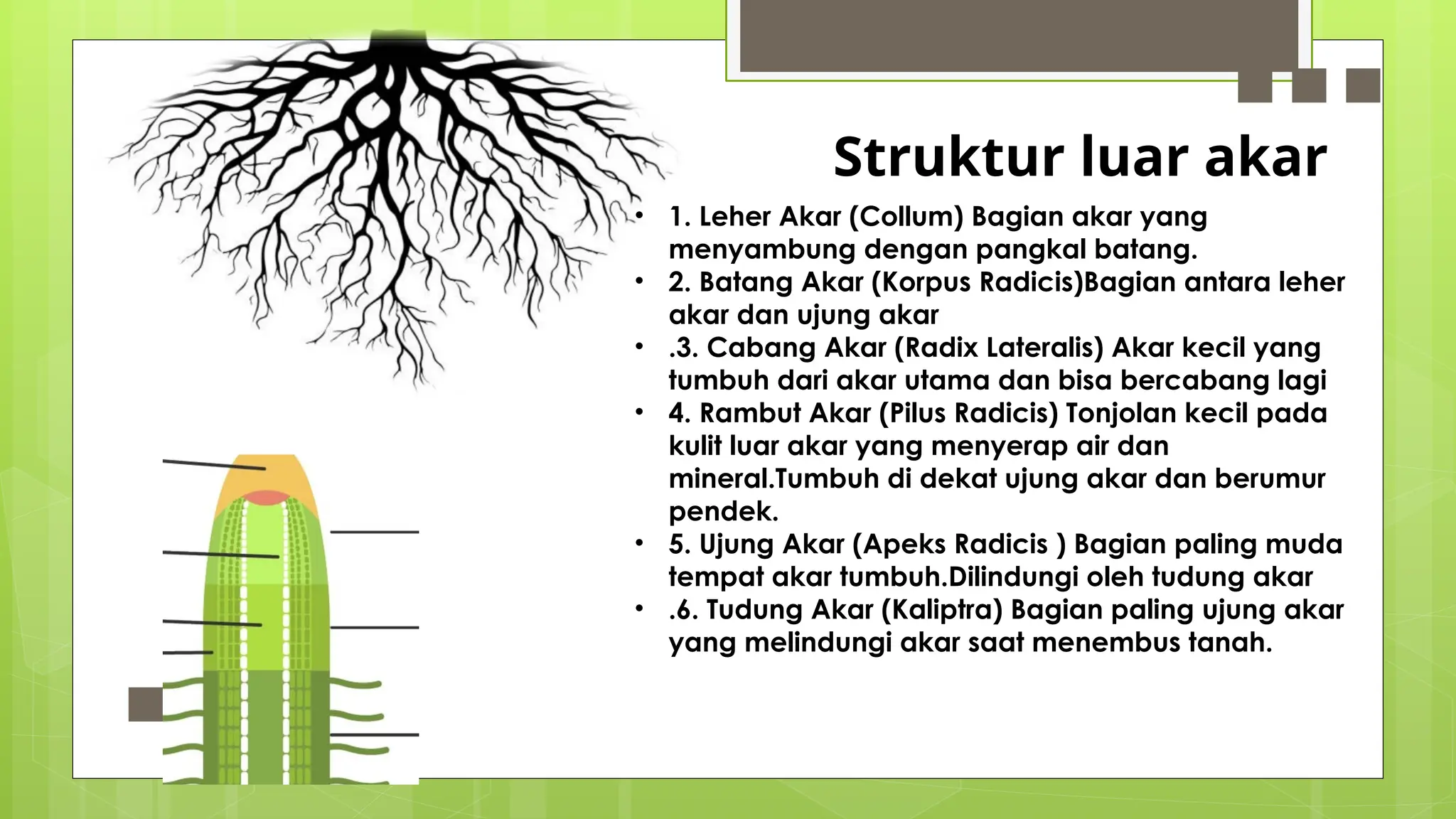 kelompok 3 presentasi akar (mentahan).pptx
