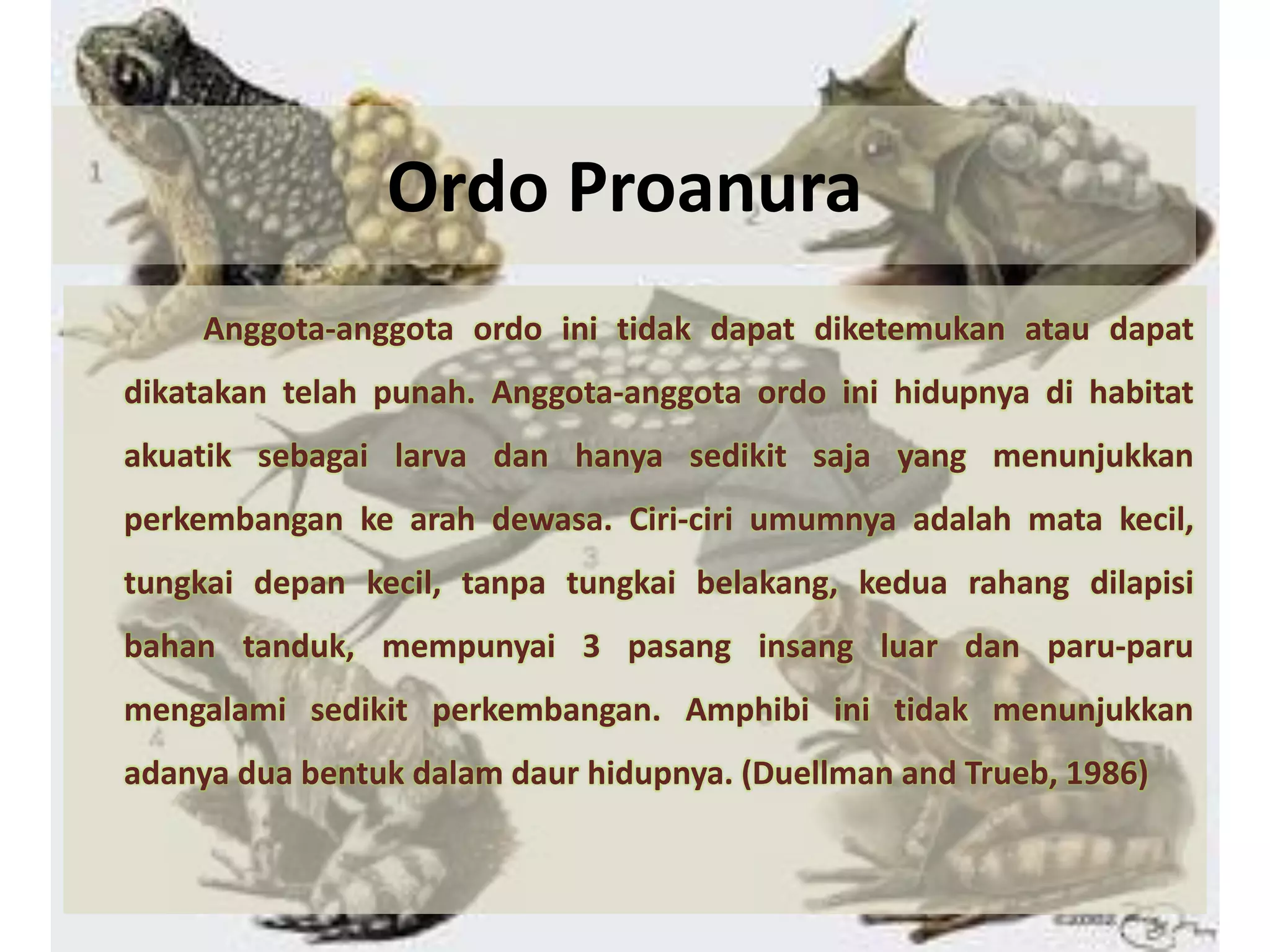 Biologi Animalia SMA Kelas 10 Amphibia | PPTX